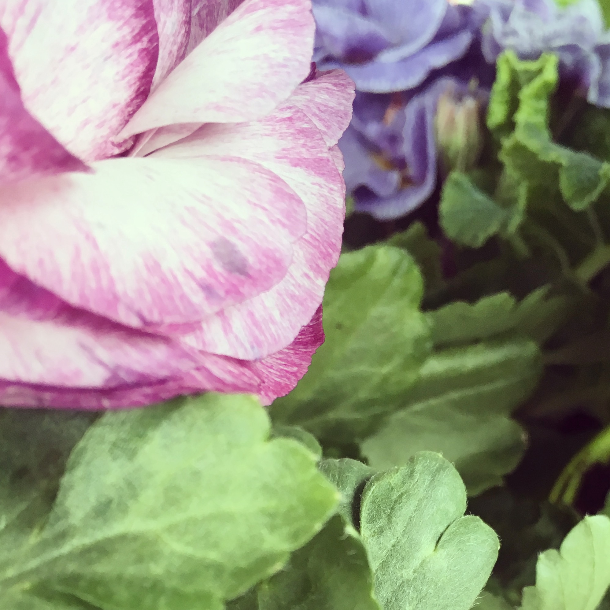 Schöne Worte – Inyeon – puremyself